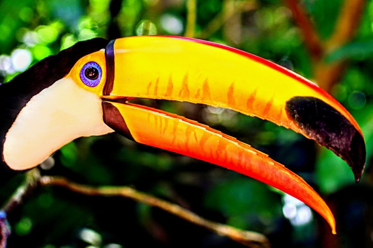 Nossas aves: conheça as curiosidades sobre o Tucano — Câmara Municipal ...