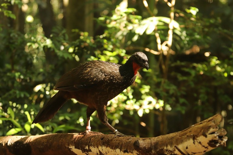 Nossas Aves: saiba as curiosidades sobre a Jacutinga — Câmara Municipal ...